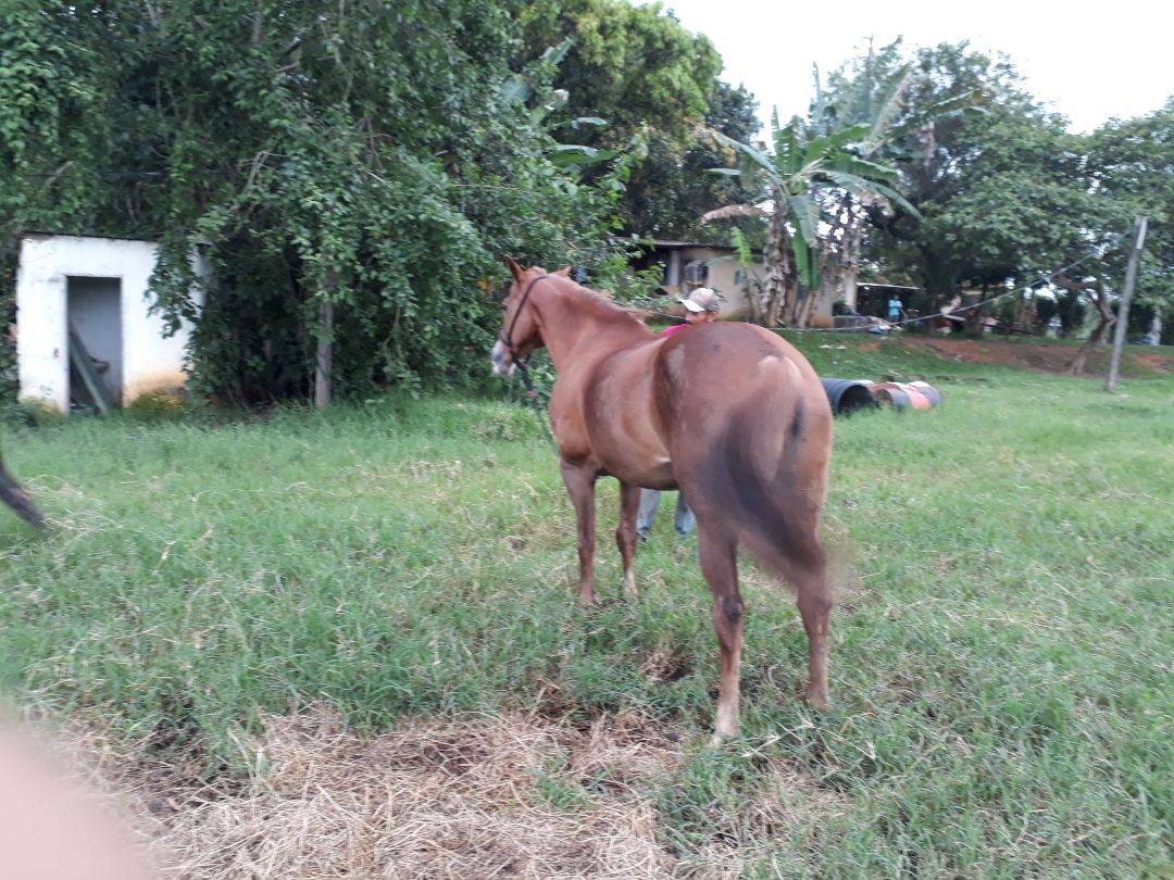Ofertas Fertili | Égua QM pura prenhe de um filho do Roxão e de ...