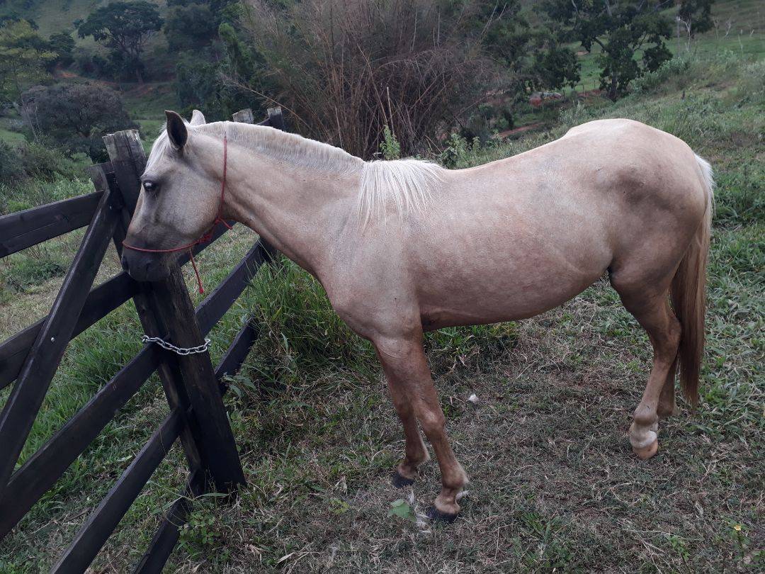 Ofertas Fertili | Egua baia amarilio pura de sela muito macia dócil ...