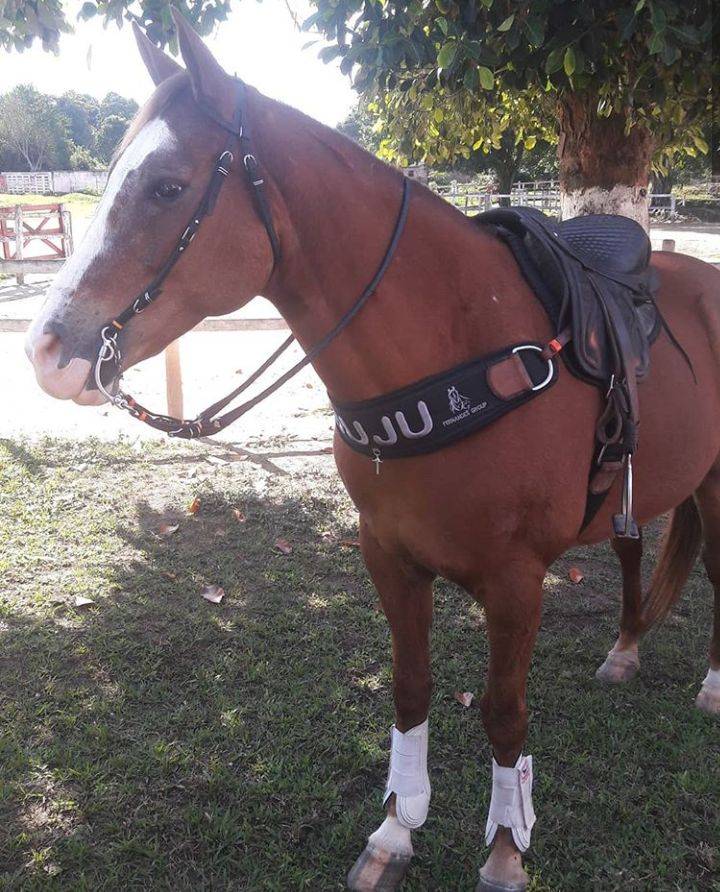 Ofertas Fertili | Égua QM pura prenhe de um filho do Roxão e de ...