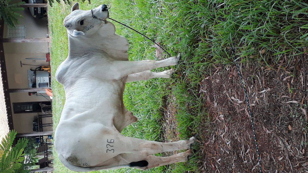 Ofertas Fertili | Garrote nelore