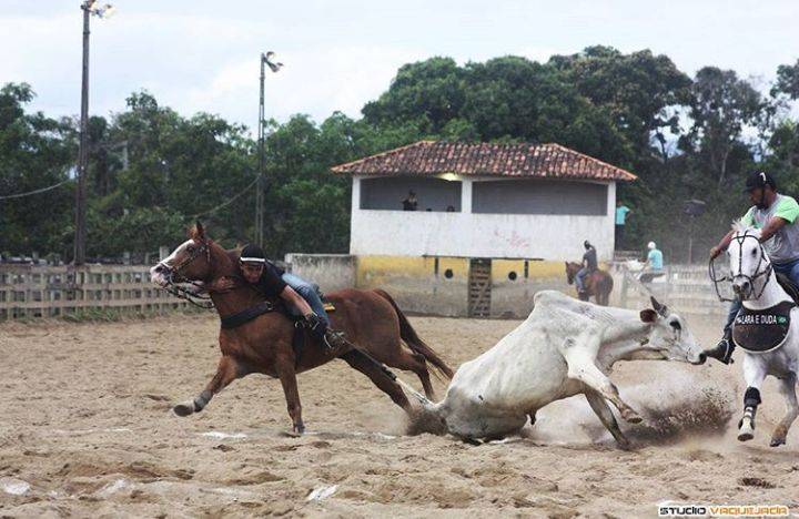 Ofertas Fertili | Égua QM pura prenhe de um filho do Roxão e de ...